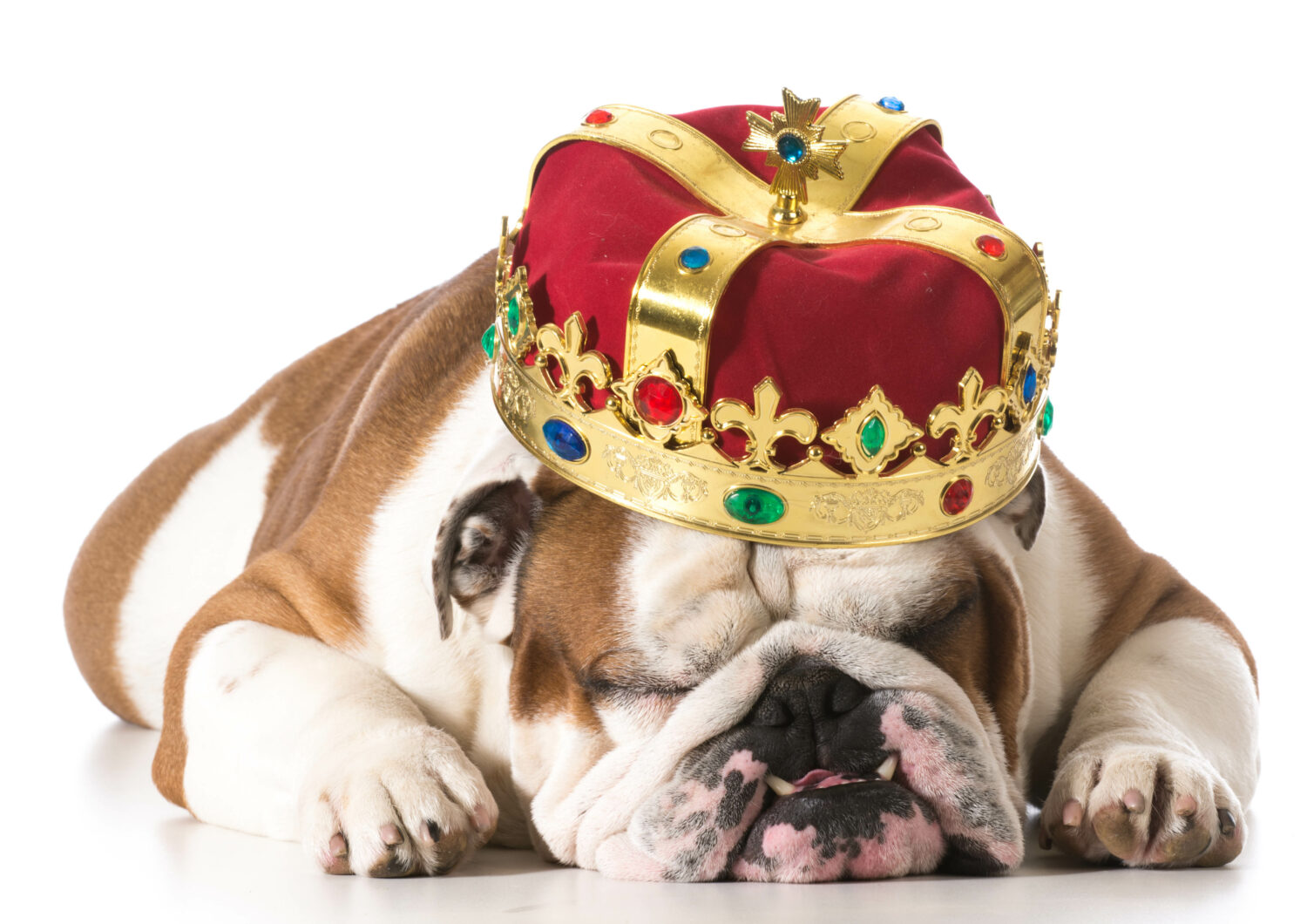 Top 2 Reasons to Trade Places With Dog | LA Weekly