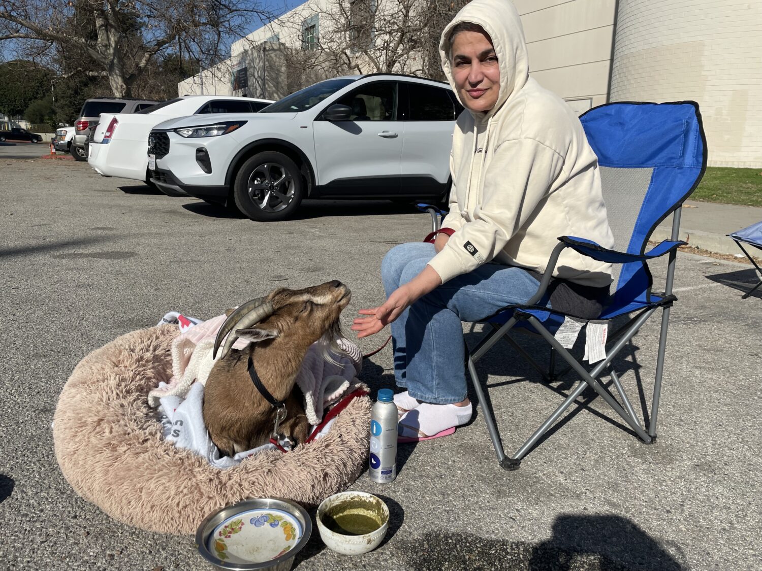 Coco The Goat Seeks Shelter - LA Weekly
